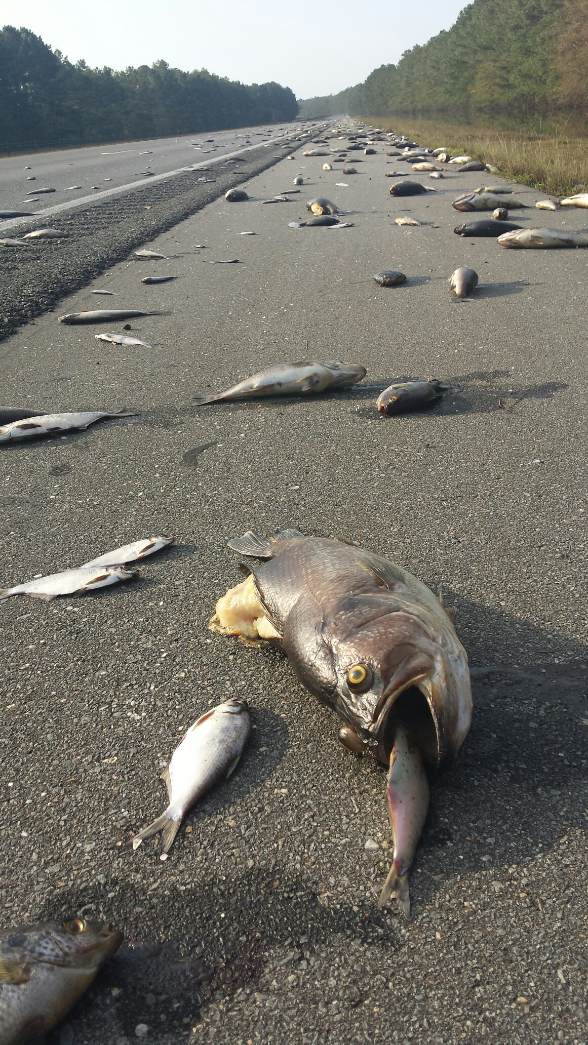 Highway Fish | The Pine Needle